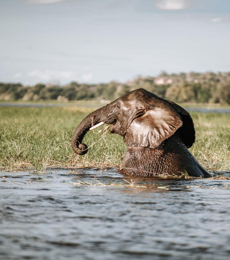 Chobe National Park Tours | Chobe Safari Travel Guide