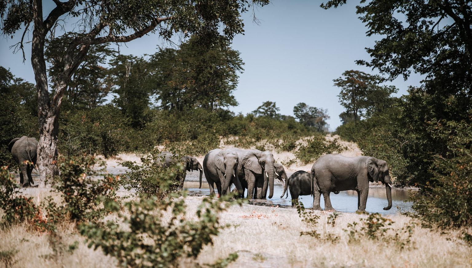 Okavango Delta Safaris | Okavango Delta Travel Guide