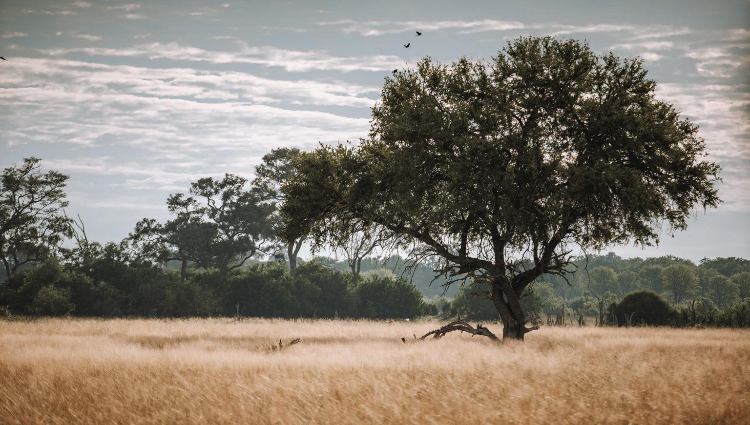 Moremi Game Reserve Safari Tours | Moremi Park Travel Guide