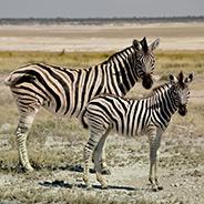 Highlights of Namibia and Botswana Self-Drive Safari