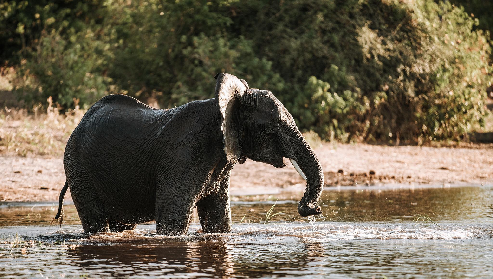Chobe National Park Tours | Chobe Safari Travel Guide