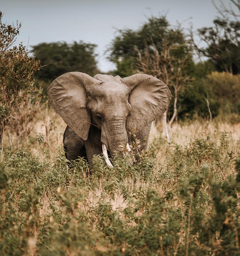 Private Safari Tours in Botswana | Private Safari Guide Botswana