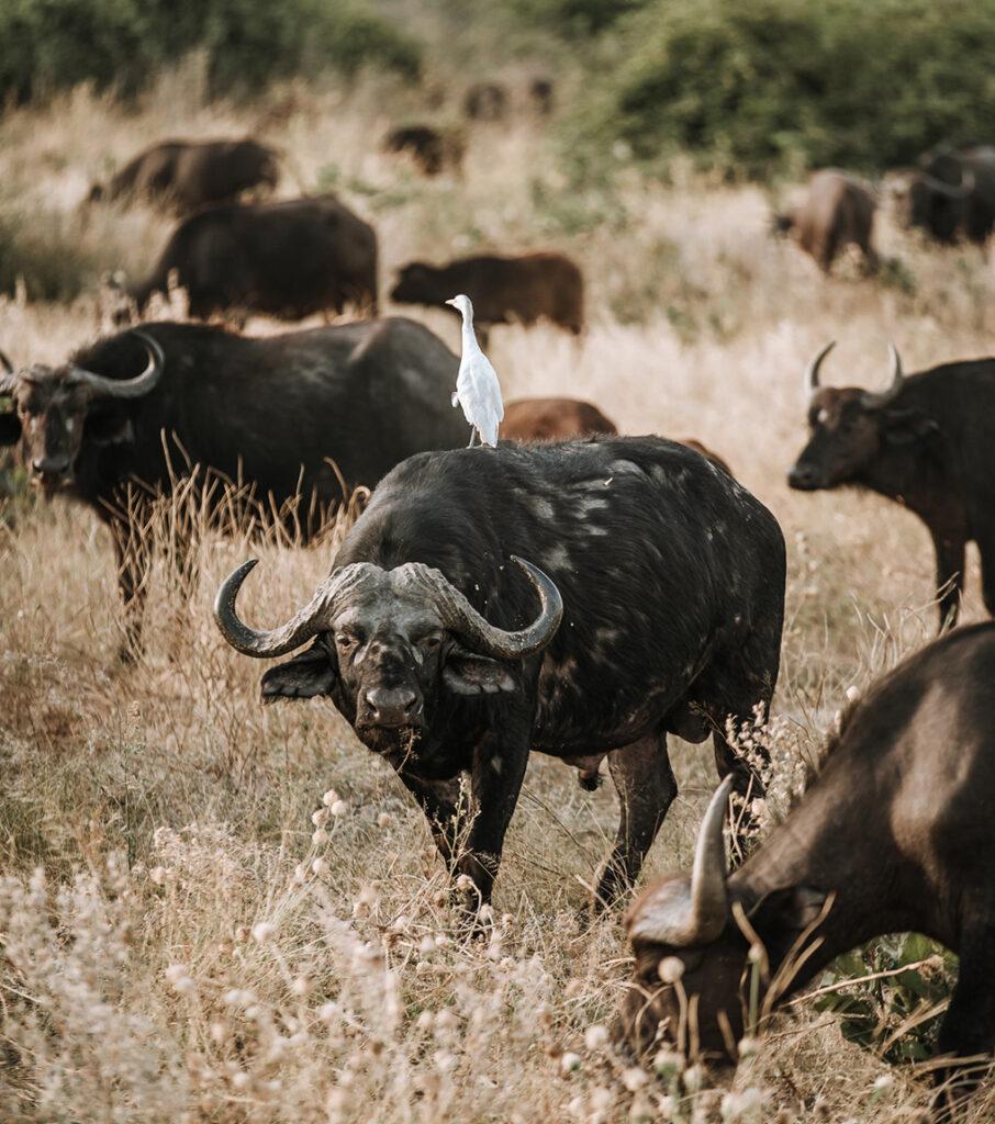 Botswana Wildlife | Animals of Botswana List
