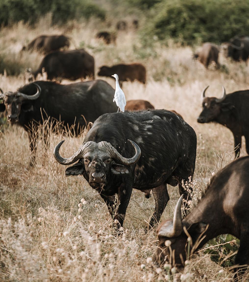 Botswana Wildlife | Animals of Botswana List