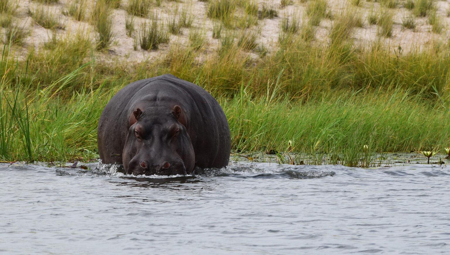 Botswana Wildlife | Animals of Botswana List