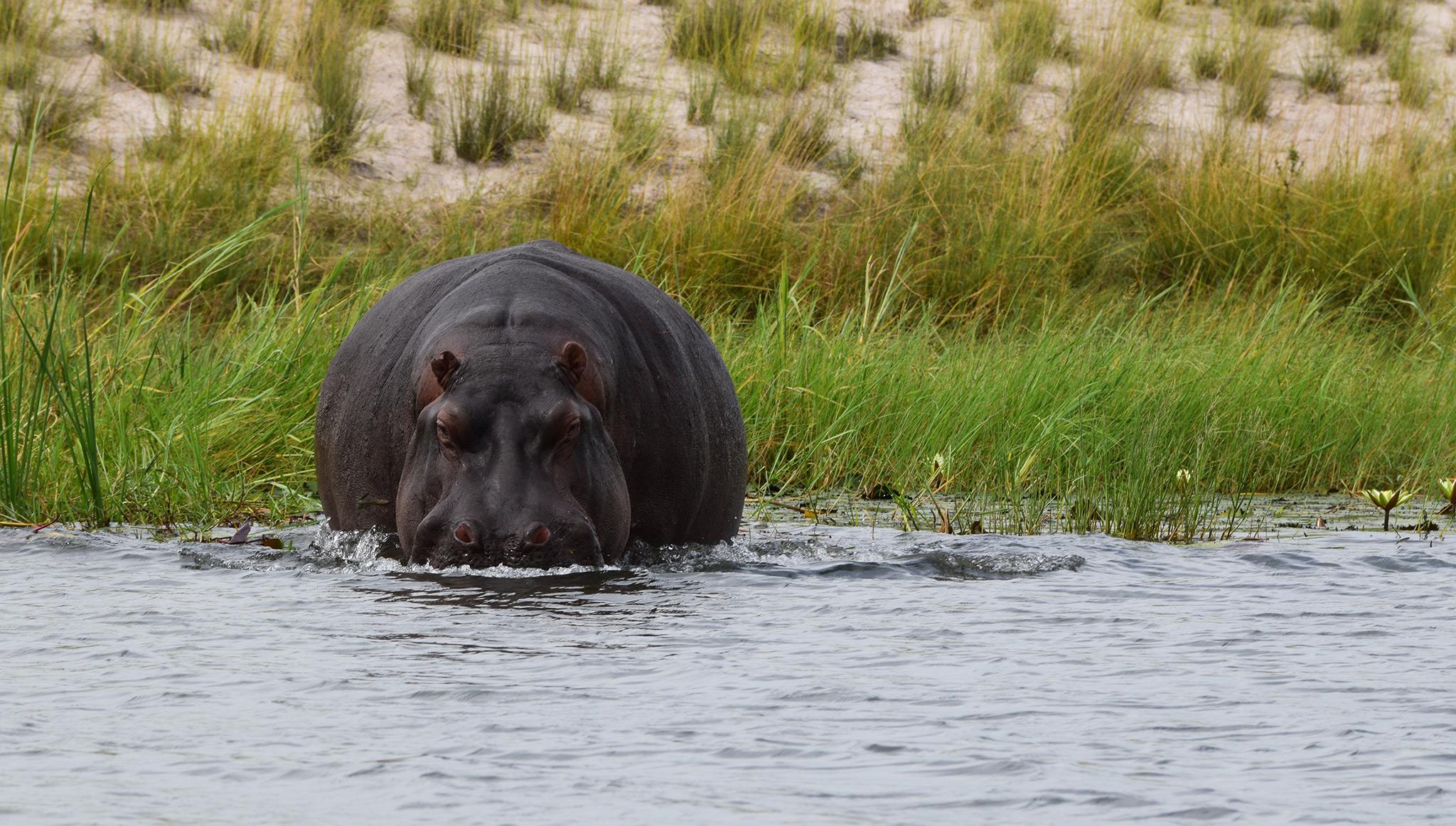 Botswana Wildlife | Animals of Botswana List