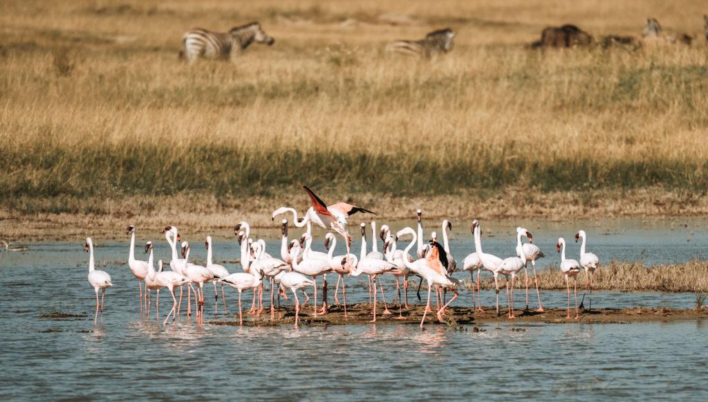 Botswana Birds | Birds of Botswana List