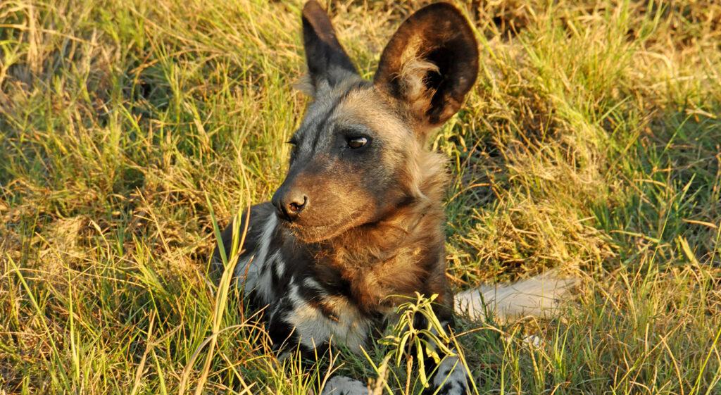 Wild Dogs in Botswana: Where and How to See Them on Safari | Botswana ...