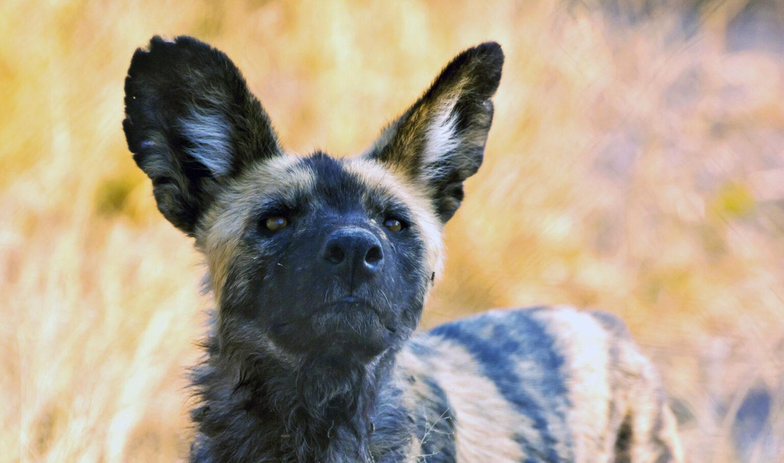 Botswana Fun Facts: Culture, Wildlife, and Natural Wonders | Botswana ...