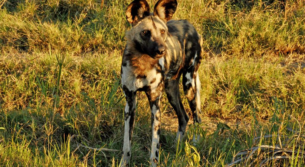Wild Dogs in Botswana: Where and How to See Them on Safari | Botswana ...