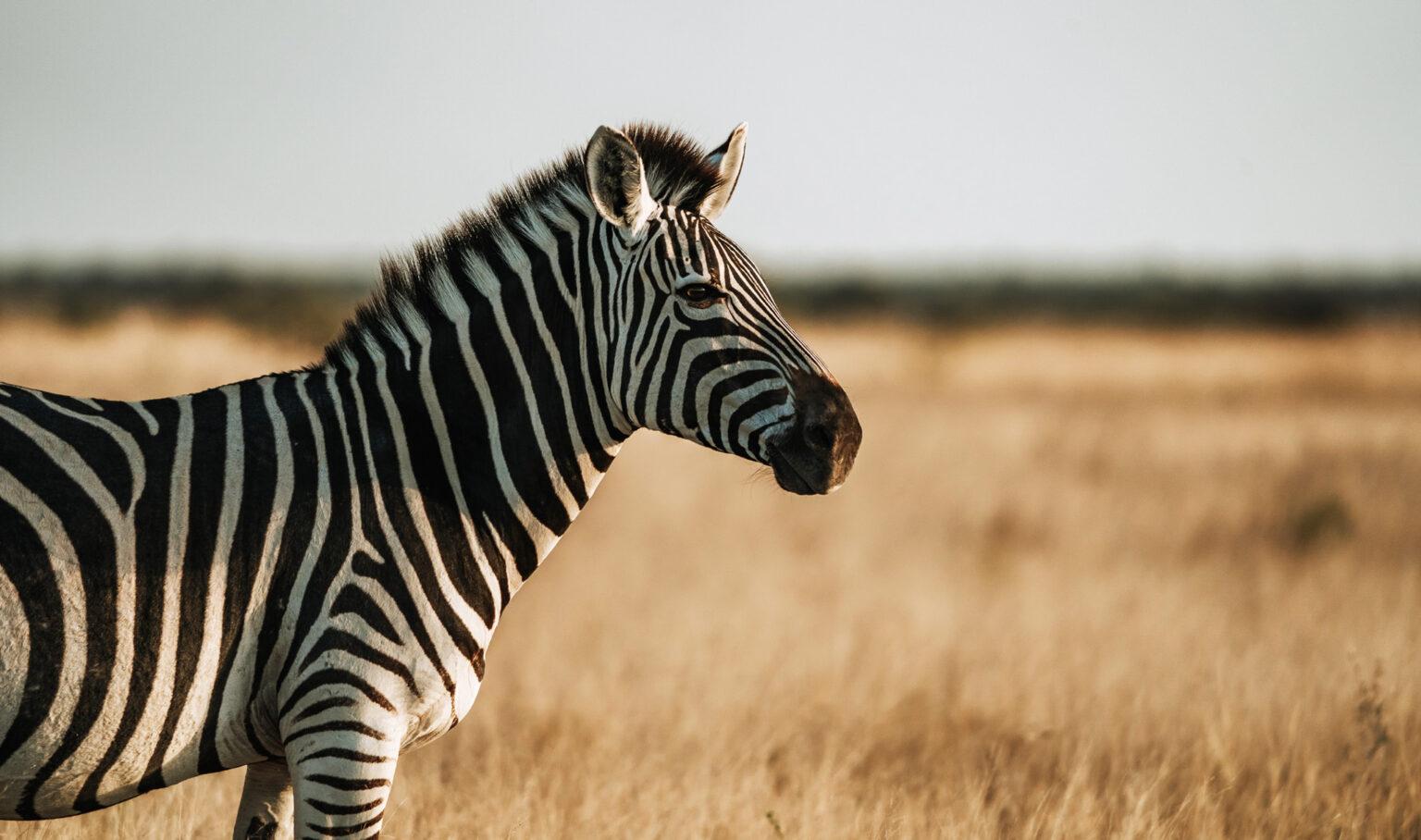 Botswana Zebra Migration: Africa's Best Kept Safari Secret