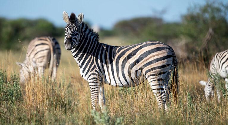 Botswana Zebra Migration: Africa's Best Kept Safari Secret