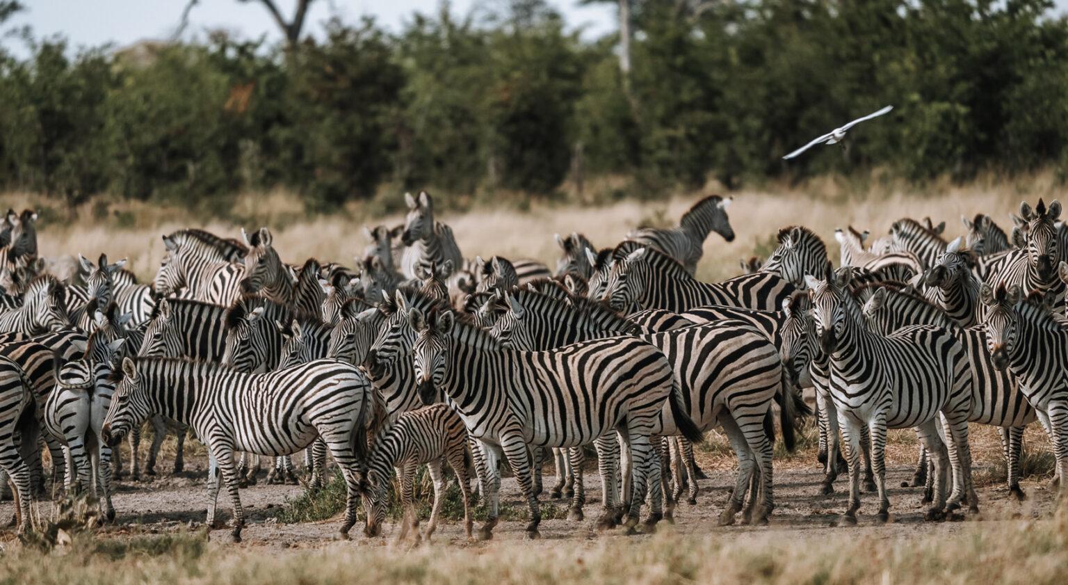 Botswana Zebra Migration: Africa's Best Kept Safari Secret