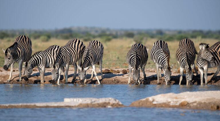 Botswana Zebra Migration: Africa's Best Kept Safari Secret