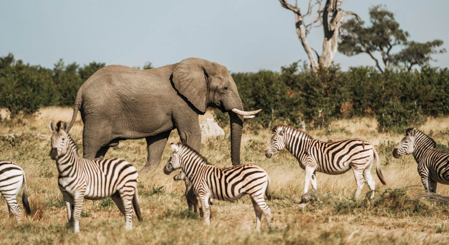 Driving in Botswana – Info & Tips For Self-Drive Travellers